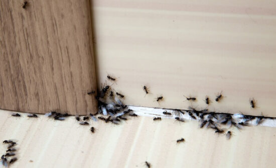 How To Get Rid Of Ants In Walls (The Simple Strategy)