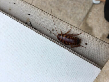 What Do Cockroach Droppings Look Like? Guide + Pictures