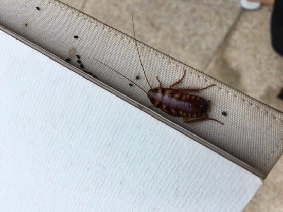 What Do Cockroach Droppings Look Like? Guide + Pictures