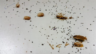 What Do Cockroach Droppings Look Like? Guide + Pictures