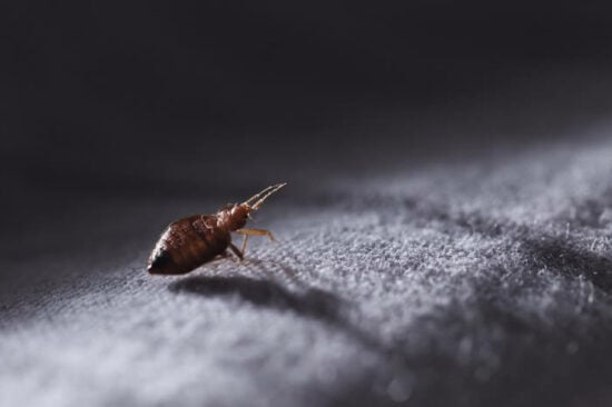 How Big Are Bed Bugs? The Complete Size Guide
