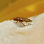 How Big Are Bed Bugs? The Complete Size Guide