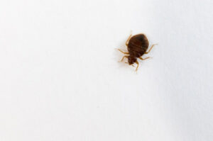 How To Treat Books For Bed Bugs (The Right Way)