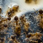 Bed Bug Nests: What They Look Like & How To Find Them