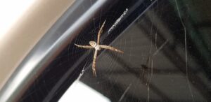 How To Get Rid Of Spiders In Your Car (Easily)
