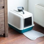 Tiny Black Bugs In Your House? Here's What To Do...