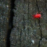 How To Get Rid Of Computer Mites: A Simple Guide