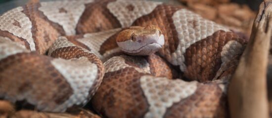 How To Get Rid Of Copperhead Snakes (The Right Way)
