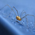 Mold Mites 101: What They Are & How To Get Rid Of Them