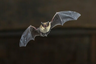 How Do Bats Get In The House? Plus Ways To Get Them Out