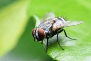 Smells & Scents That Flies Hate (And How To Repel Them)