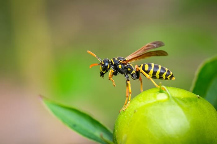 How To Keep Wasps Away With Scents They Hate (Updated)