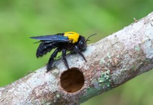 5 Types Of Wood-Boring Insects You Need To Worry About