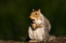 Squirrel Bites: Are They Dangerous + Best Treatments