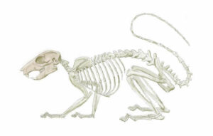 Do Rats Have Bones & How Do They Fit In Small Openings?