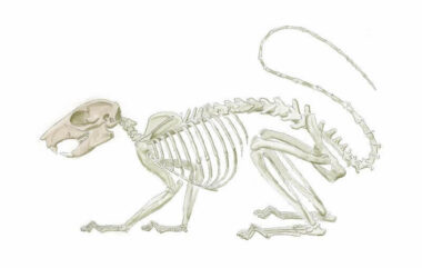 Do Rats Have Bones & How Do They Fit In Small Openings?