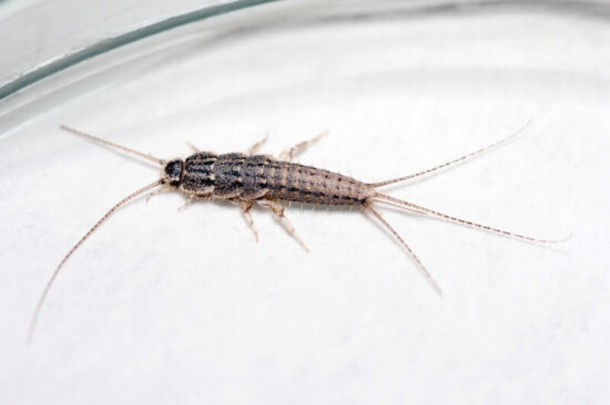 House Centipedes vs. Silverfish: The Big Differences