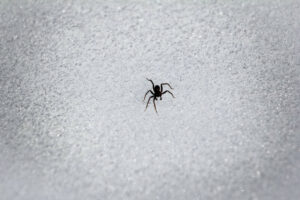 Where Do Spiders Go In The Winter? Do They Like Cold?
