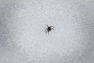 Where Do Spiders Go In The Winter? Do They Like Cold?
