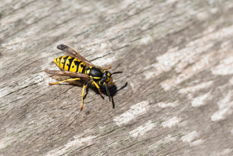 What Do Baby Wasps Look Like? (With Pictures)