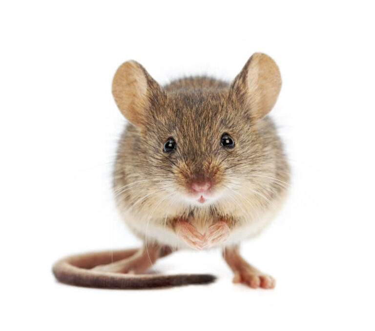 Do Mice Scream? All Causes Of This Vocalization