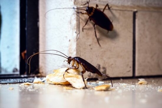How To Get Rid Of Roaches Coming From Neighbors (Quick)