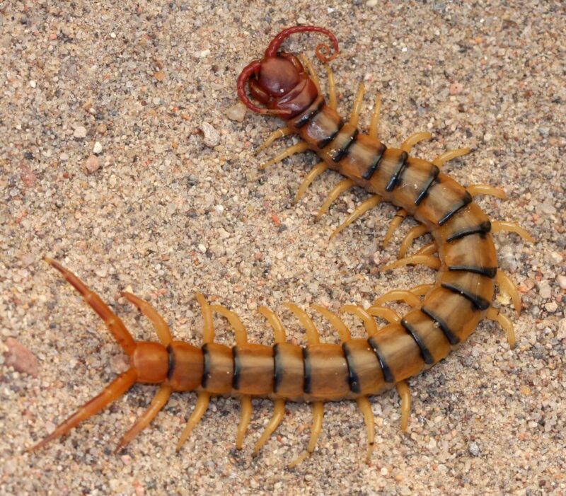 How To Get Rid Of Centipedes In Your House Once And For All