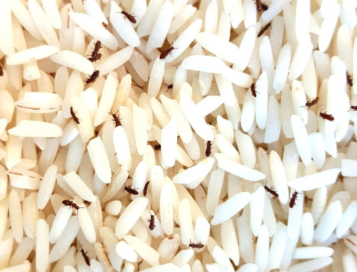 How To Get Rid Of Rice Weevils Quickly (12 Methods)