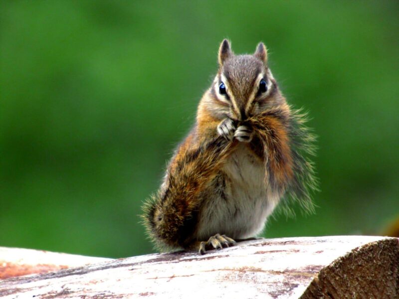 15 Best Chipmunk Repellents To Reclaim Your Yard