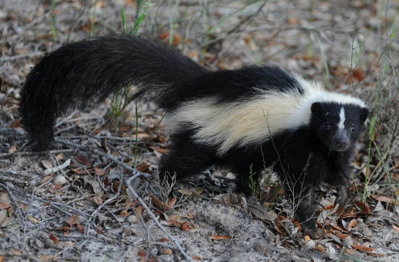8 Best Skunk Repellents That Actually Work (Plus DIY Options)