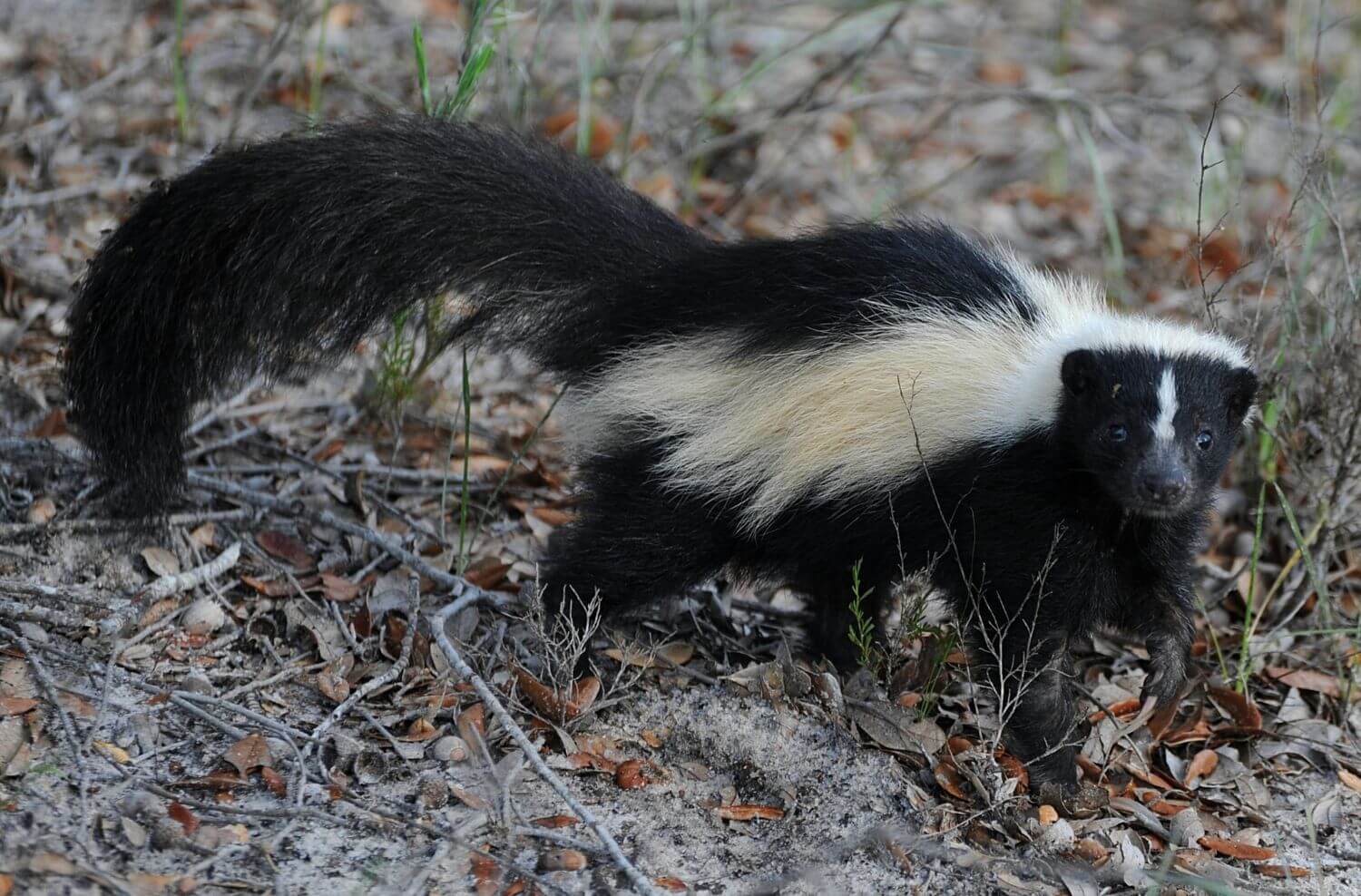 8 Best Skunk Repellents That Actually Work (Plus DIY Options)