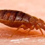 Do Bed Bugs Jump? The Interesting Answer...