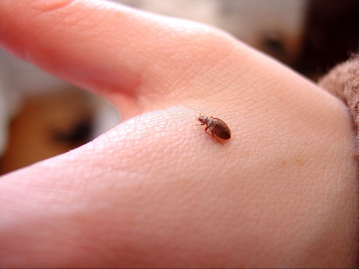 How Do Bed Bugs Reproduce? The Complete Guide