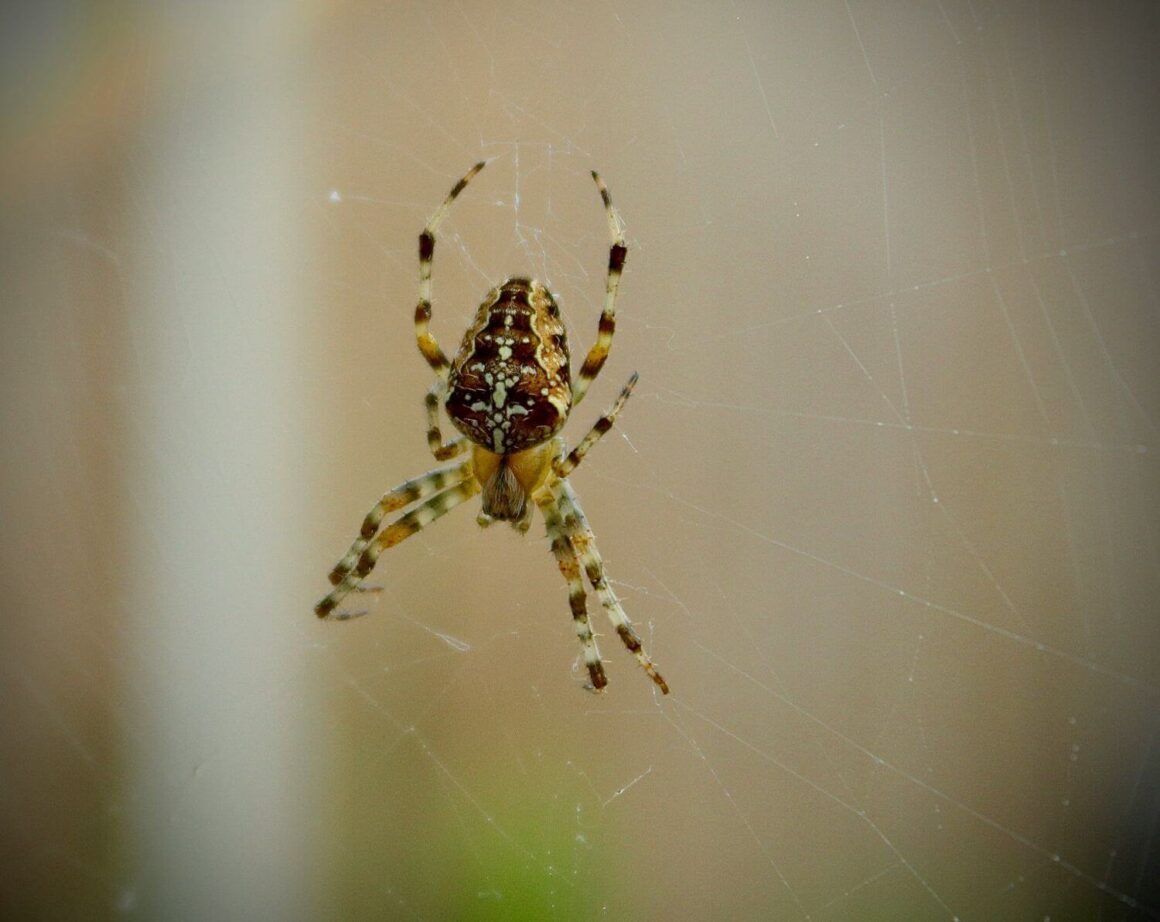 How Long Do Spiders Live? Complete Lifespan Guide