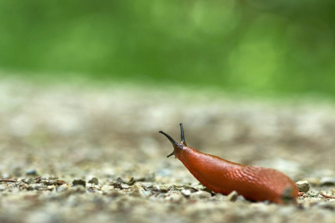 How Many Noses Does A Slug Have? The Surprising Answer