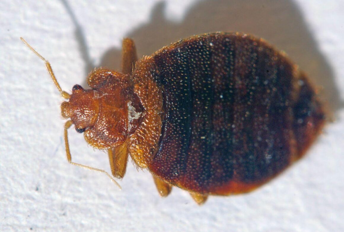 How To Check For Bed Bugs In Your Couch: A Complete Guide