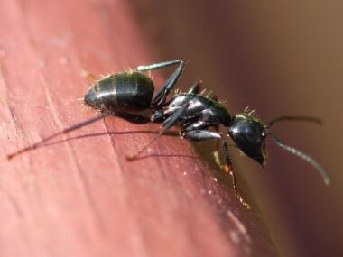 How To Get Rid Of Carpenter Ants: 11 Effective Methods