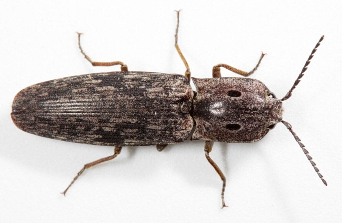 How To Get Rid Of Click Beetles In Your House Fast