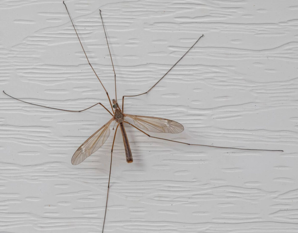 How To Get Rid Of Crane Flies: 15 Simple Methods That Work