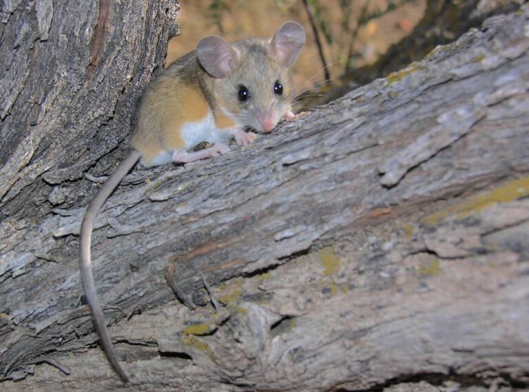 How To Get Rid Of Deer Mice: 10 Safe & Effective Methods