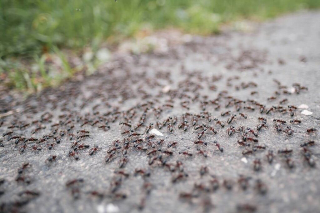 How To Get Rid Of Piss Ants: 11 Proven Methods