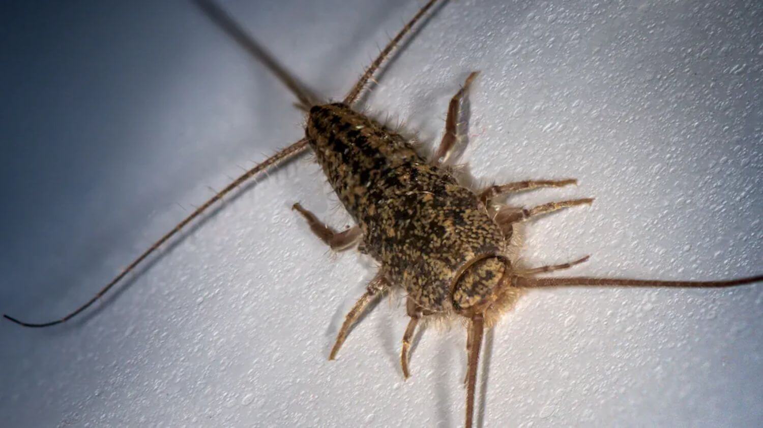 How To Get Rid Of Silverfish Fast: 15 Proven Methods