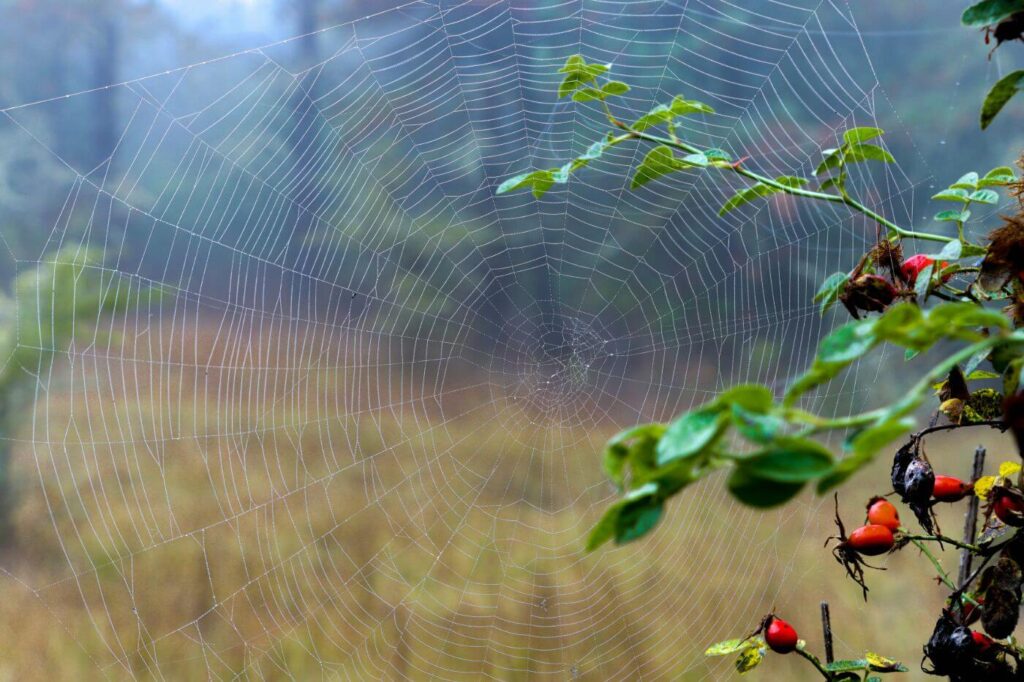 How To Get Rid Of Spider Webs: 12 Effective Steps