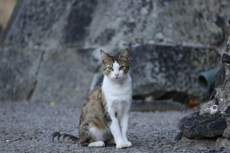 How To Get Rid Of Stray Cats: 10 Effective Methods