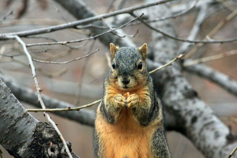 11 Best Squirrel Repellents That Actually Work (Natural + Store-Bought)