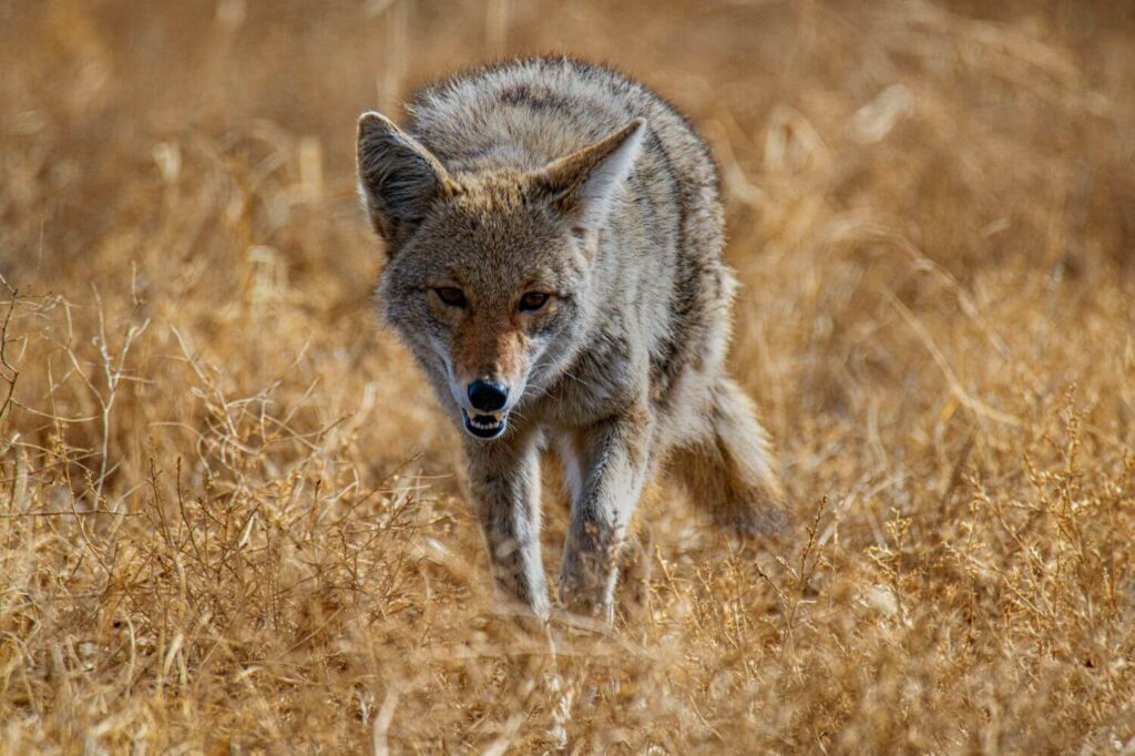 The Best Coyote Repellents & Deterrents To Use At Home