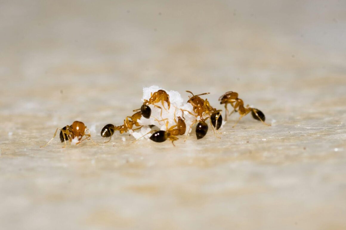 10 Types Of Ants In Your Home (Identification Guide)