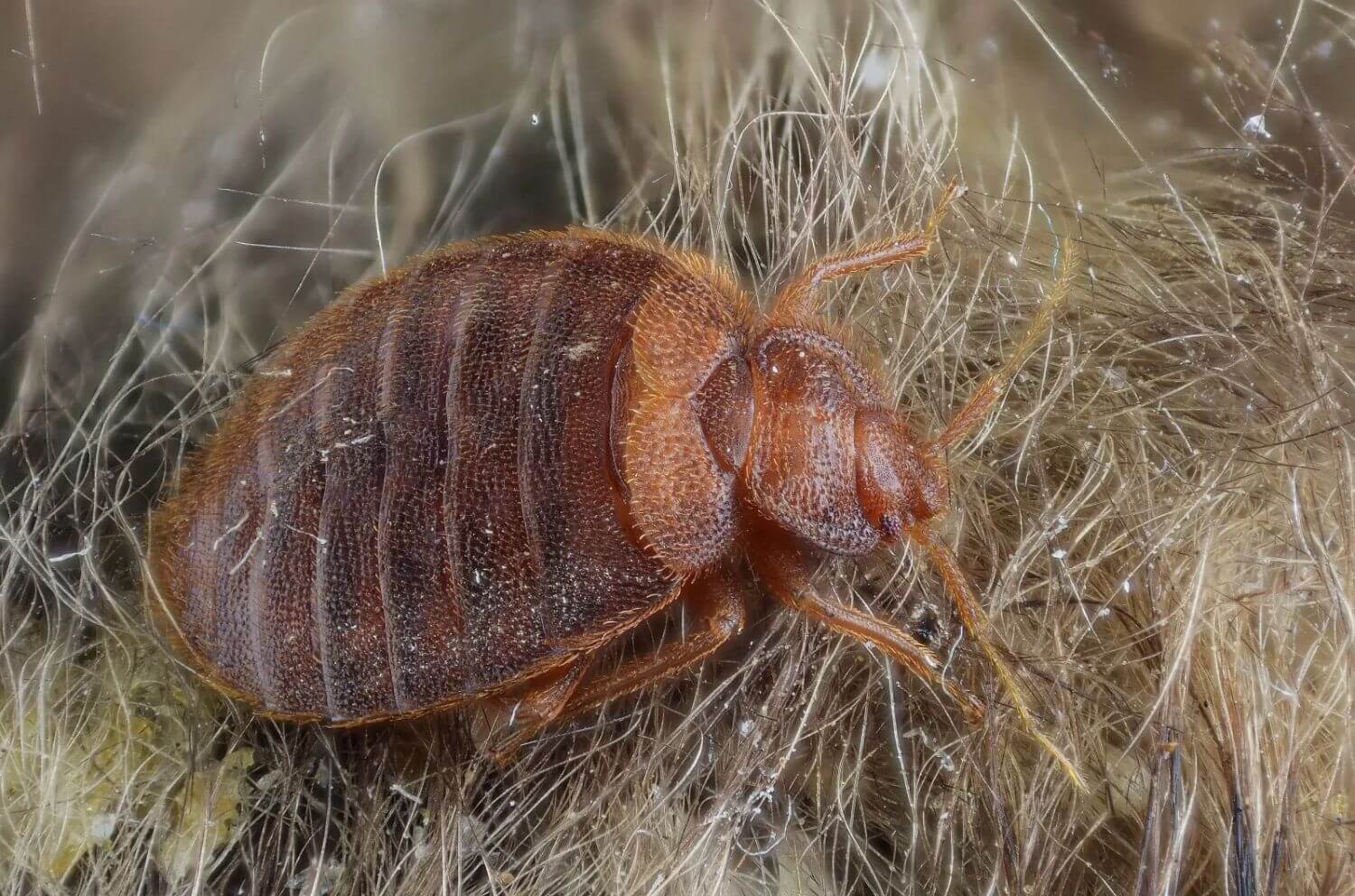 Types Of Bed Bugs: How To Tell Which One Is In Your Home