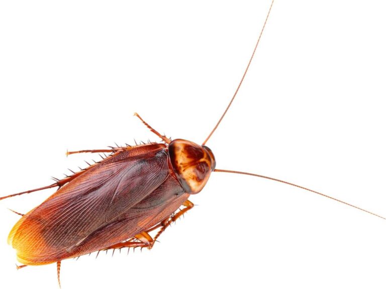 7 Best Roach Bombs & Foggers For 2025 (Updated Reviews)