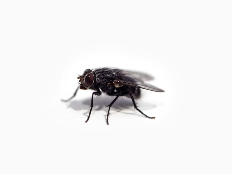 How Long Do Flies Live: The Truth About Their Lifespan